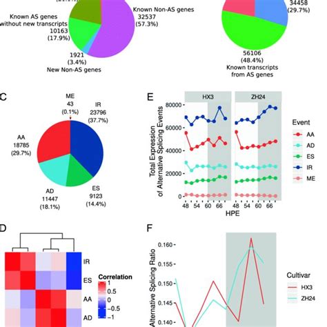 Chromosomes Are Activated In A Circadian Rhythmicity A Clustering Of