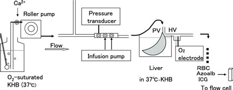 Perfusion System Of Isolated Rat Livers The Liver Was Freely Suspended Download Scientific