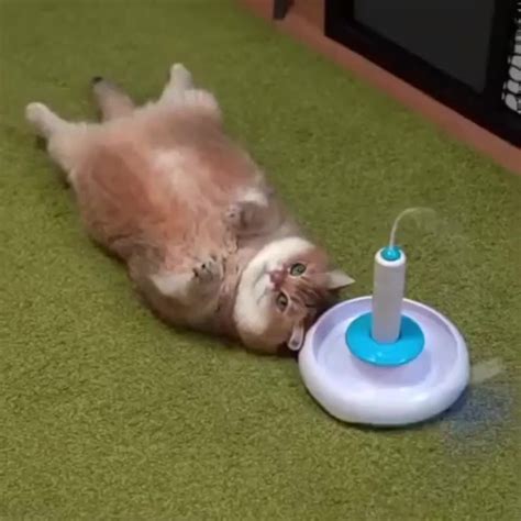 My Code Does Not Run Rcat