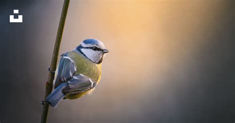 식물 위에 앉아있는 작은 파란색과 노란색 새 사진 Unsplash의 무료 새 이미지