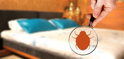 How To Choose The Right Pesticides For Bedbug And Roach Extermination How To Choose The Right Pesticides For Bedbug And Roach Extermination