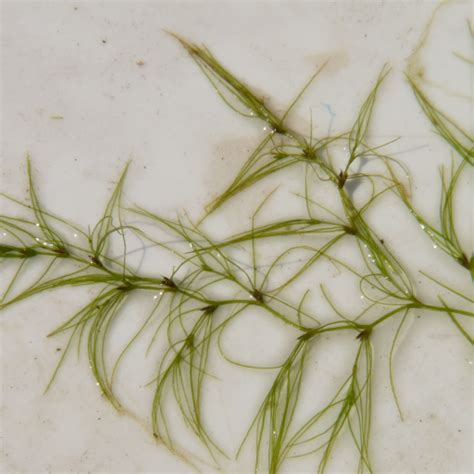 Slender Water Nymph Najas Gracillima Plant Care And How To Grow Water