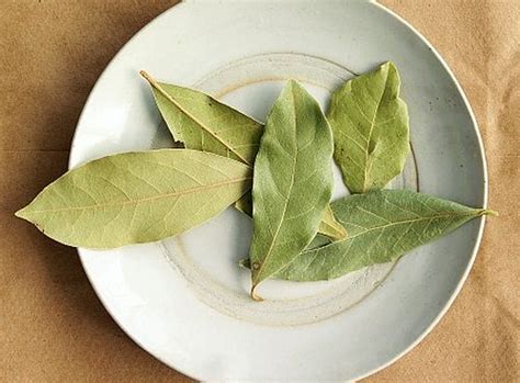 Дафиновият лист е универсално лекарство