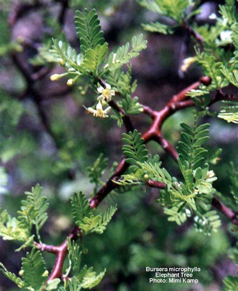 Plant Images B