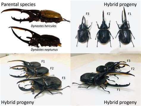 Exemplar Hybrid Progeny Between Dynastes Hercules And Dynastes