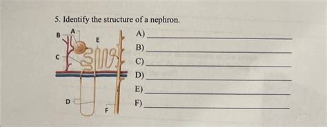 Solved Identify The Structure Of A Nephron Chegg Com