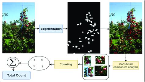 Workflow For Fruit Yield Estimation 1 Loosely Segment The Fruit