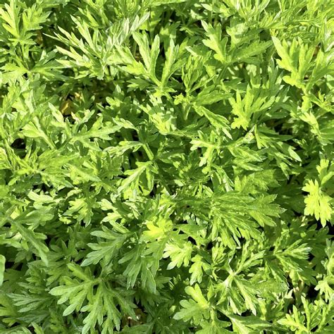 Artemisia Argyi Picturethis