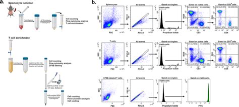 Schematic Design Of The Main Steps For T Cell Isolation And Cfse