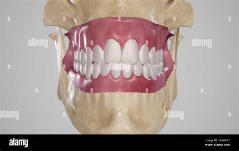 Mandible And Maxilla
