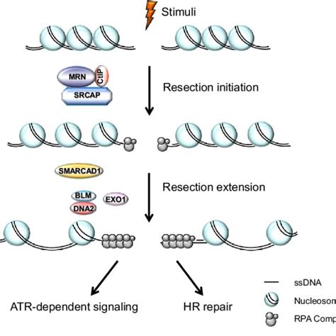 Dna End Resection Occurs Via A Two Step Process—resection Initiation Download Scientific