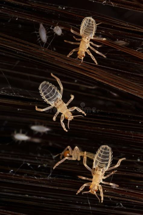 Tiny Creatures Exploring The Hidden World Among Dark Strands In Nature
