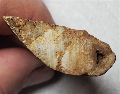 Possible Fossilized Tooth I Need Some Help Identifying Fossil Id