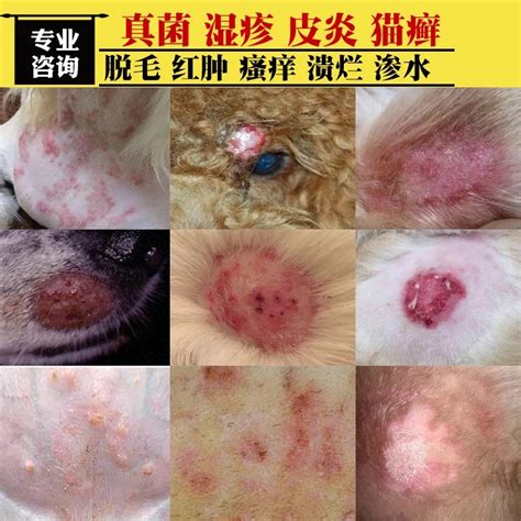 宠物猫藓外用药猫咪猫癣喷雾狗狗皮肤病喷剂除真菌螨虫脓皮止痒药 虎窝淘