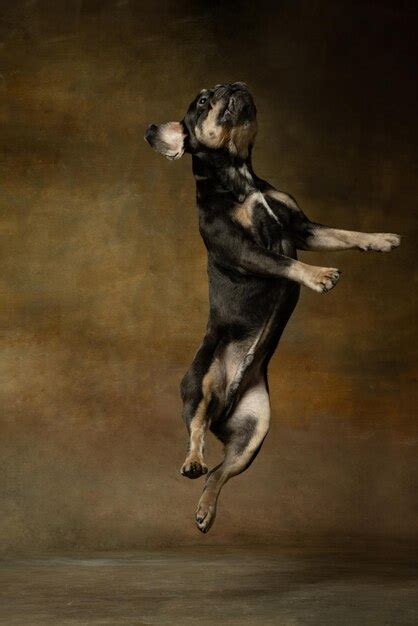 Cachorro Fofo De Estima O Ativo Alegre Pulando Isolado Sobre O