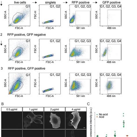 Figure S4 A Gating Strategy For The Flow Cytometry Experiments In Download Scientific