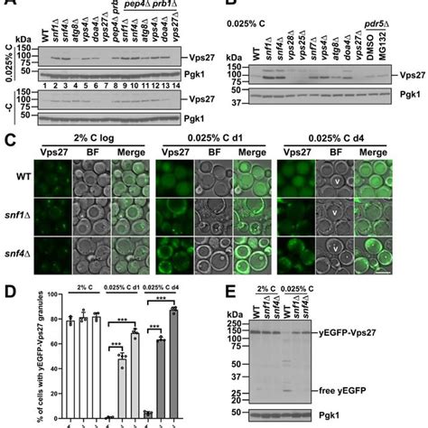 A Protac Mediated Ternary Complex Formation And Hook Effect As A Download Scientific Diagram