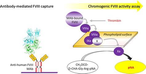 Selective Human Factor Viii Activity Measurement After Analytical In