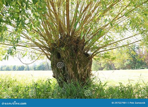 Willow Tree With Thick Trunk Stock Image Image Of Trees Green 297527981