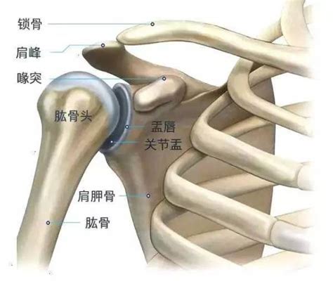 关节盂在哪个位置图片 肩胛骨关节盂 关节盂 大山谷图库