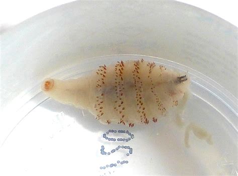 Bot Fly Larvae Human Skin