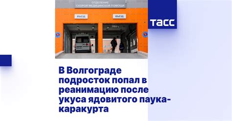 В Волгограде подросток попал в реанимацию после укуса ядовитого паука