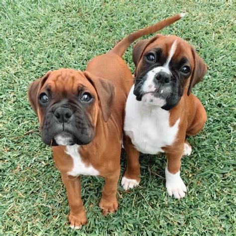15 Photos Of Adorable Boxer Puppies That Make Everyones Heart Melt