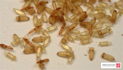 Dead Termites 5 Warning Signs Of Major Infestation 2024