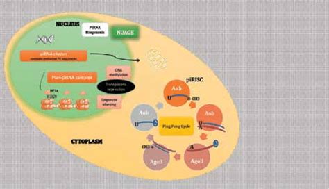 Biogenesis Of Pirna And Piwi Pirna Pathways And Their Function In