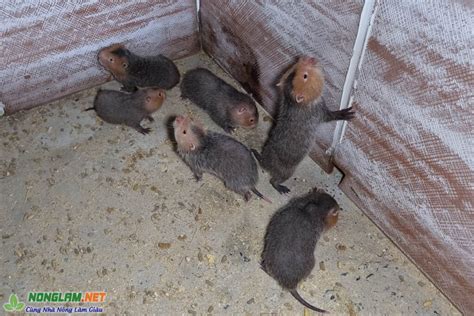 Con Don H Nh Nh M H Nh Nh Con Don Nonglam Net