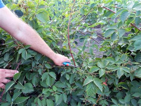 Як правильно обрізати кущ ожини для отримання багатого урожаю