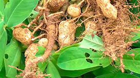 New Discovery In Peanut Defence Mechanisms Offers Hope For Aflatoxin Free Crops ICRISAT Study