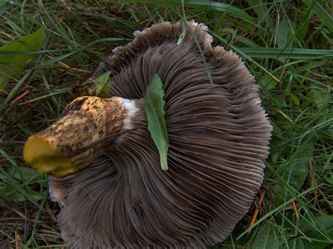 Gomphidius Subroseus Kauffman Pnw Mycology Journal