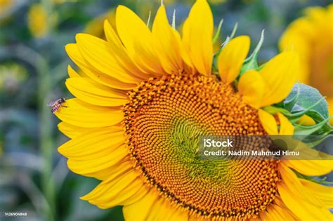 꿀벌이 해바라기 식물에 수분을 공급합니다 해바라기를 수분하는 꿀벌 선택적 초점 0명에 대한 스톡 사진 및 기타 이미지 0명