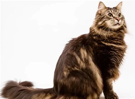 Maine Coon Body 12 Important Parts Of Body October