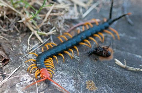 Deer Fly Bite Treatment Step By Step Guide
