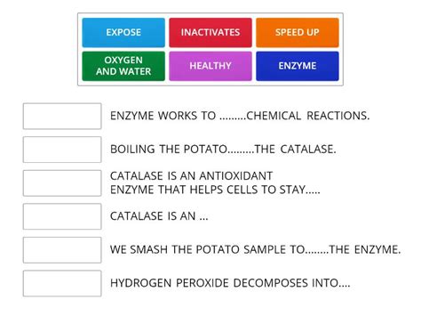 Catalase Experiment Match Up