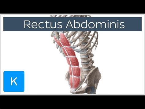 Rectus Abdominis Origin And Insertion