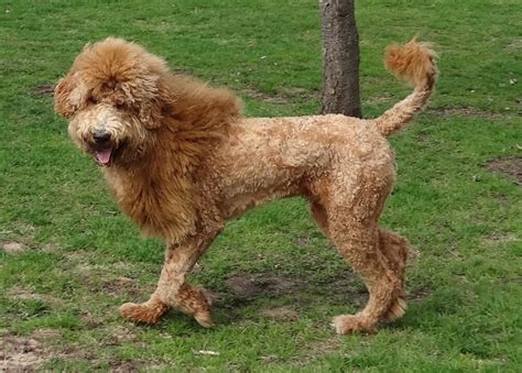 14 Best Mini Poodle Haircut Styles 2023 We Love Doodles