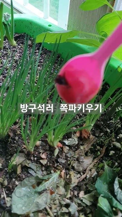 방구석러 활동 쪽파키우기 종구 파종5일3일차 뿌리 매실청 액비주기겨울이 오면 대파 쪽파 가격은 비싸니까 파테크 준비 시작했다10월의 멋진 날에 쪽파기록 Youtube