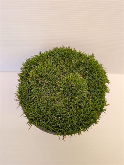 Zoysia Zen Grass Guildford Garden Centre