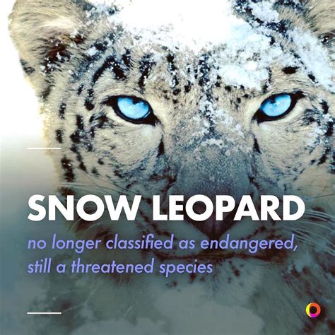 Snow Leopards Are No Longer Classified As An Endangered Species The
