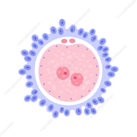 Zygote Illustration Stock Image F0363871 Science Photo Library