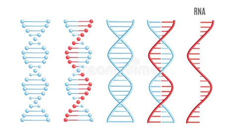 Differences Between Dna And Rna Vector Scientific Icon Spiral Of Dna And Rna Stock Vector