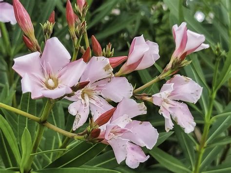 夾竹桃 中关村在线摄影论坛