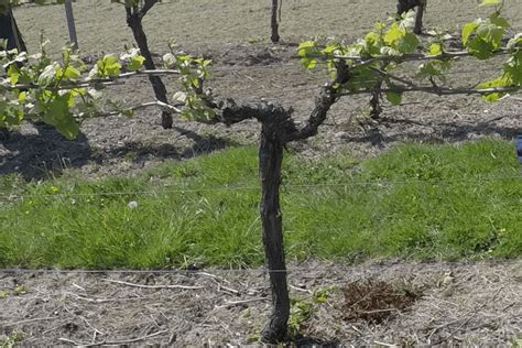 Adapting A Vsp System Vineyard Magazine