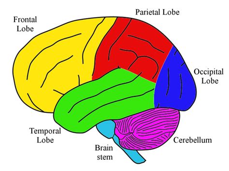 Forebrain Diagram