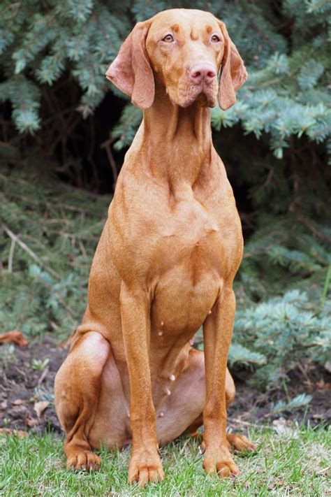 Vizsla Mixes 12 Common Vizsla Mixed Breeds Explained Its A Vizsla