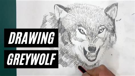 회색늑대그리기 Drawing Greywolf Youtube