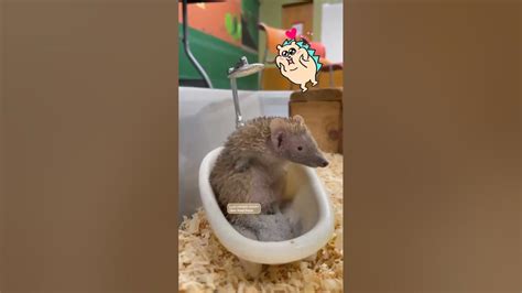 ზღარბი 🦔🥰 Youtube